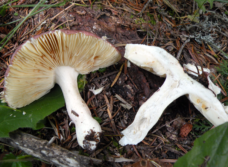 Russule, russule, russule... , Natura Mediterraneo | Forum Naturalistico