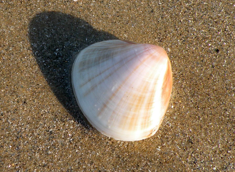 Molluschi delle spiagge adriatiche: Mactra stultorum , Natura ...