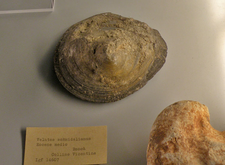 Dal mare eocenico vicentino , Natura Mediterraneo | Forum Naturalistico