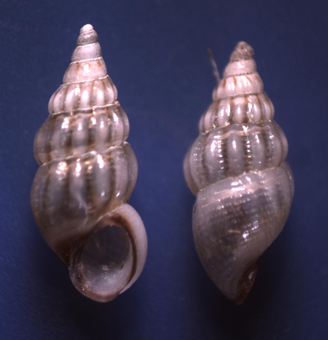 Rissoa similis ? , Natura Mediterraneo | Forum Naturalistico