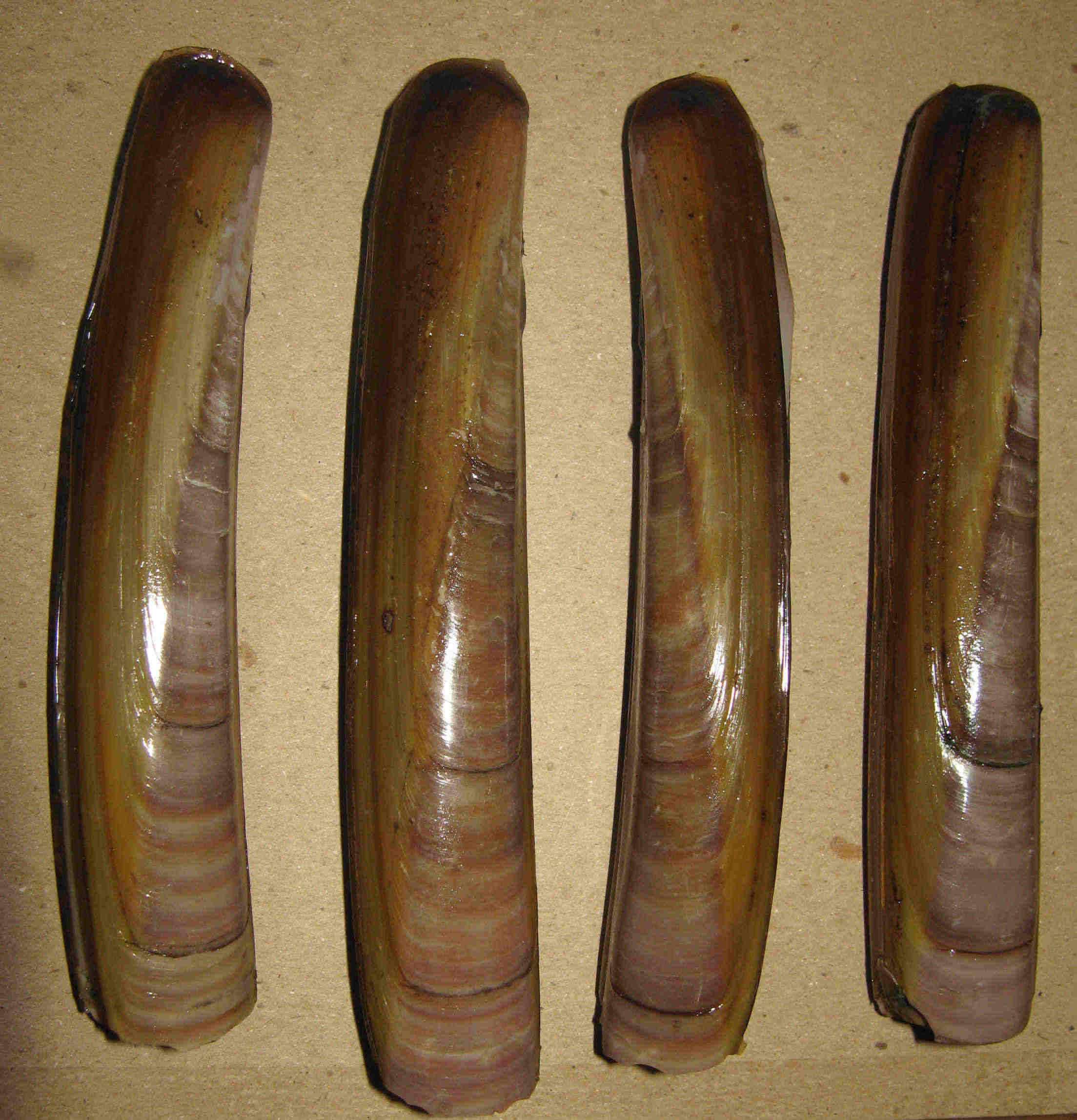 ensis ? , Natura Mediterraneo | Forum Naturalistico