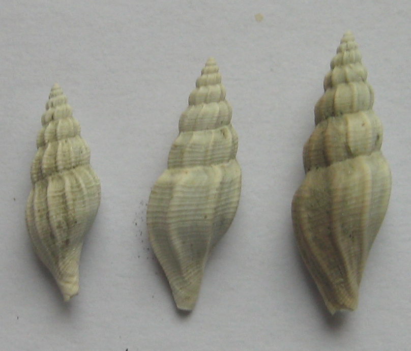 conidae? , Natura Mediterraneo | Forum Naturalistico