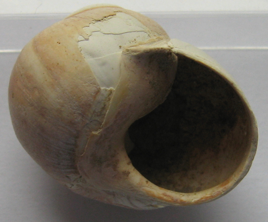 natica sp. ? , Natura Mediterraneo | Forum Naturalistico