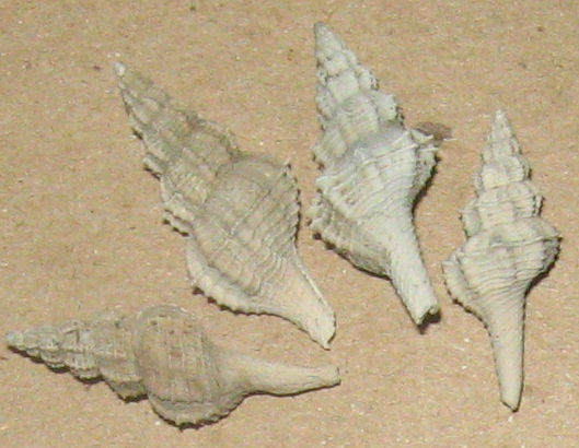 fusinus , Natura Mediterraneo | Forum Naturalistico