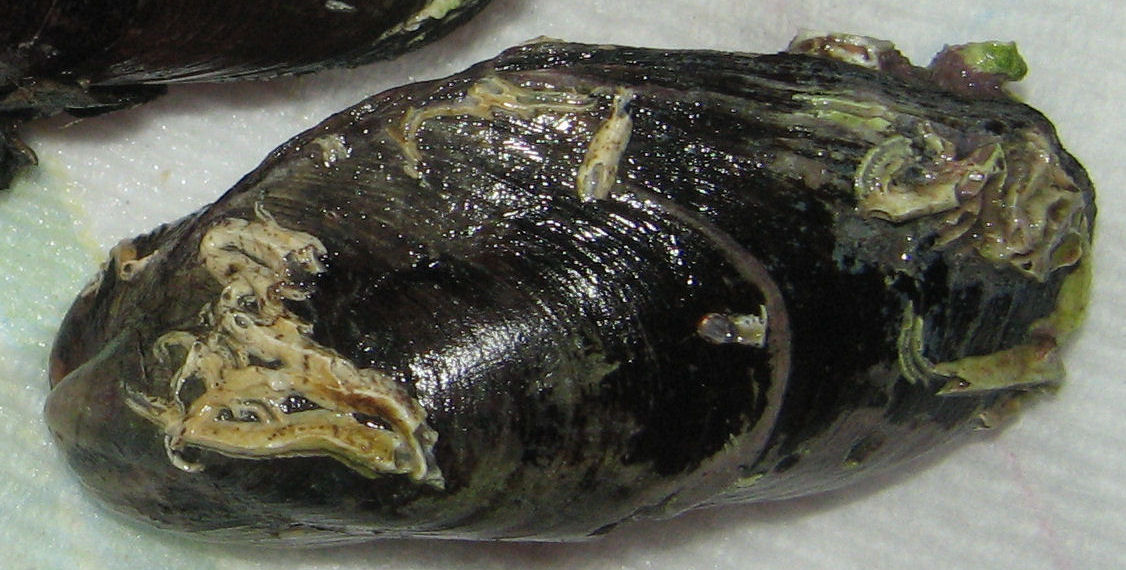 Modiolus barbatus? , Natura Mediterraneo | Forum Naturalistico