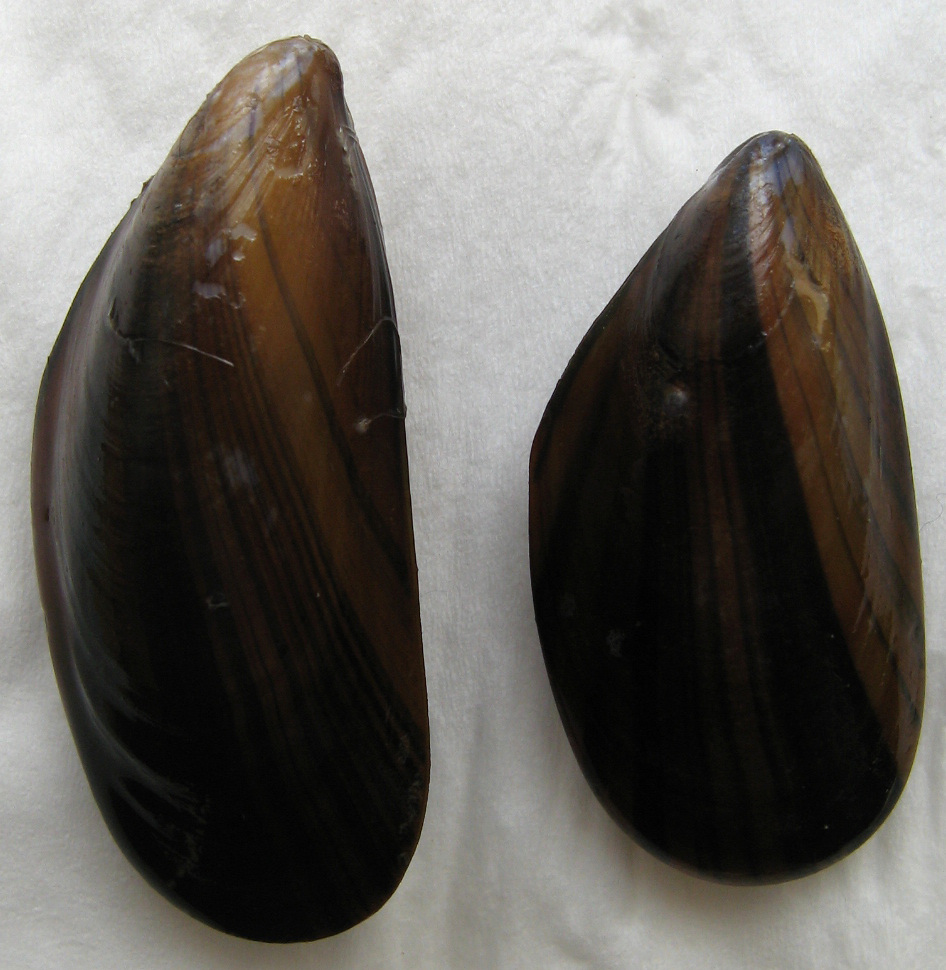 mytilus sp. , Natura Mediterraneo | Forum Naturalistico