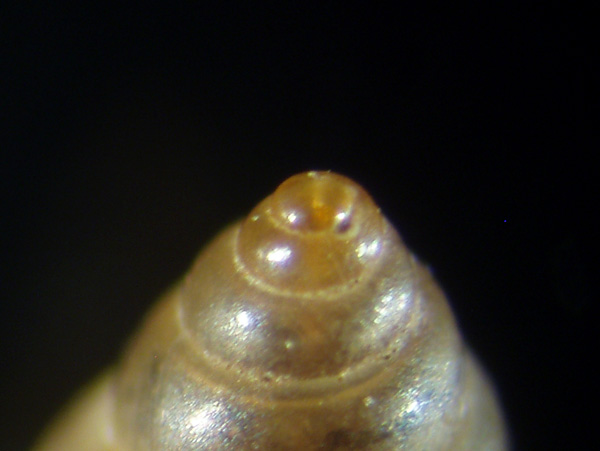 Assiminea , Natura Mediterraneo | Forum Naturalistico