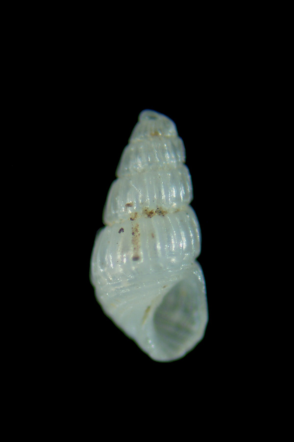 Il genere Chrysallida nel Mediterraneo , Natura Mediterraneo | Forum ...