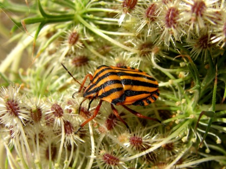 Graphosoma lineatum & italicum , Natura Mediterraneo | Forum Naturalistico