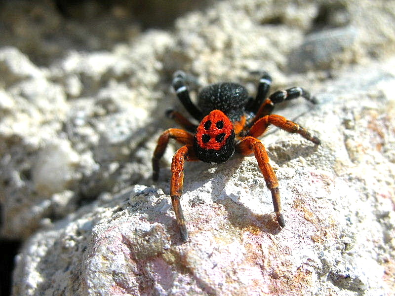 Eresus sp. , Natura Mediterraneo | Forum Naturalistico