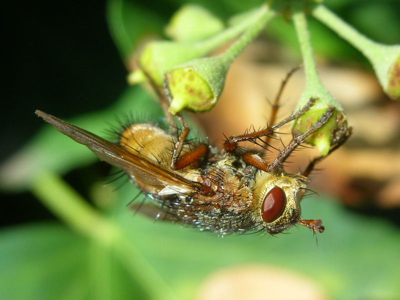 Tachina sp. , Natura Mediterraneo | Forum Naturalistico