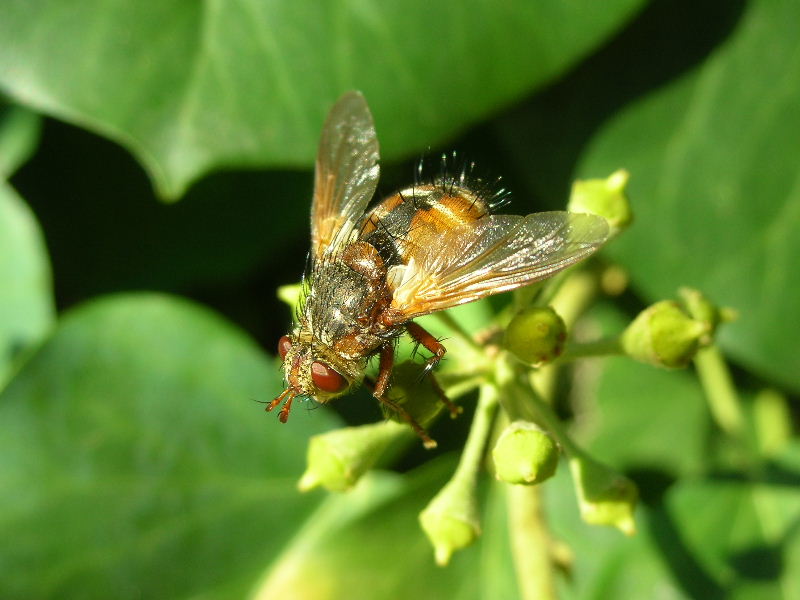 Tachina sp. , Natura Mediterraneo | Forum Naturalistico