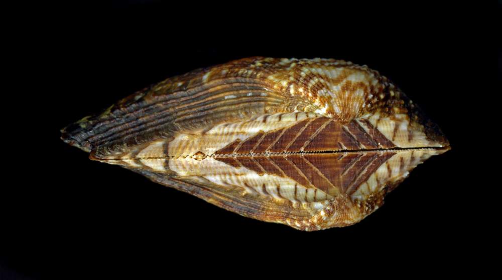 Barbatia barbata e Lima lima , Natura Mediterraneo | Forum Naturalistico