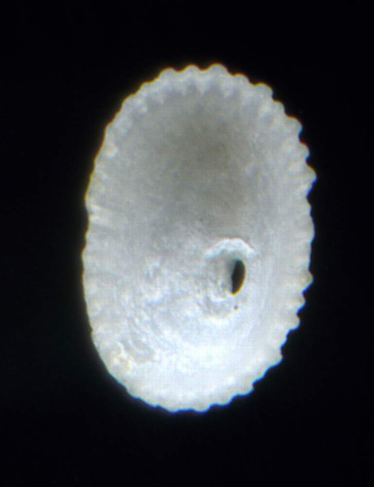 FISSURELLIDAE Puncturella noachina (Linneo, 1771) ? , Natura ...