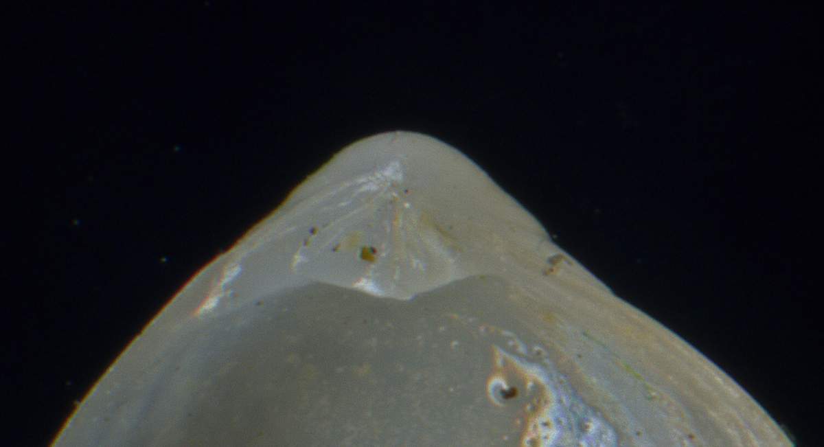 Ungulinidae Diplodonta trigona mm8,5x7 , Natura Mediterraneo | Forum ...