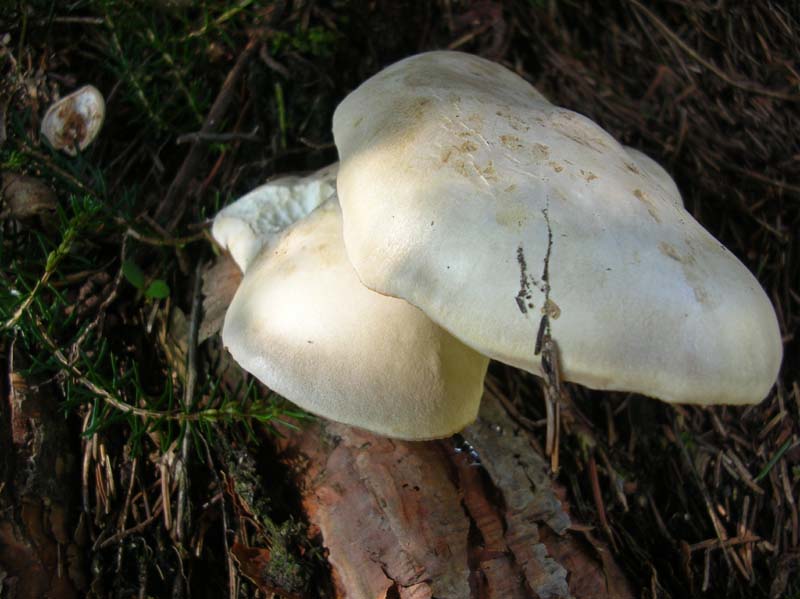 Lentinus lepideus? , Natura Mediterraneo | Forum Naturalistico