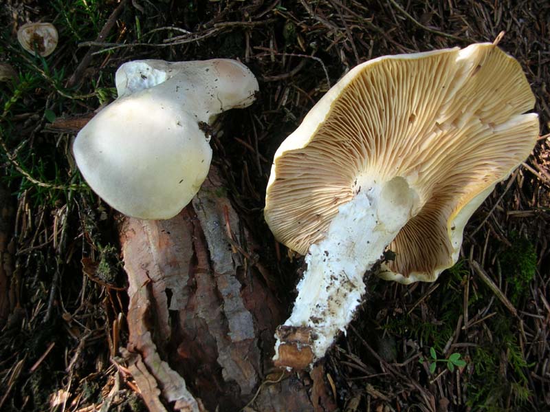 Lentinus lepideus? , Natura Mediterraneo | Forum Naturalistico