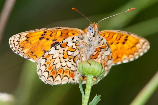 determinazione 2 - Melitaea phoebe , Natura Mediterraneo | Forum ...