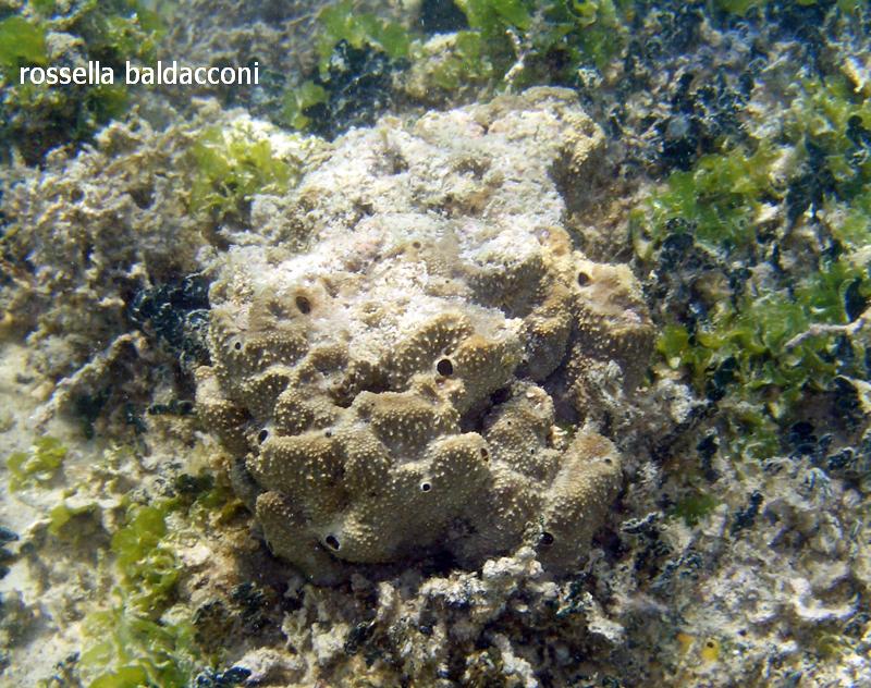 Ircinia variabilis (Schmidt, 1862) , Natura Mediterraneo | Forum ...