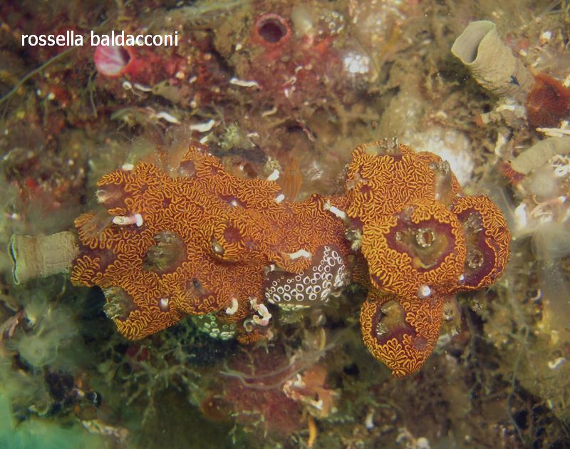 Botryllus leachii , Natura Mediterraneo | Forum Naturalistico