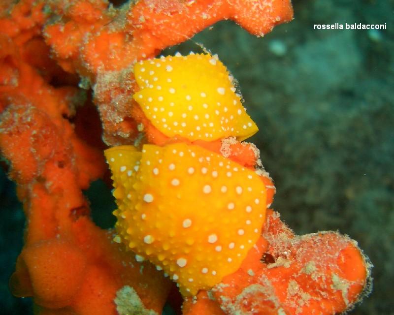 Phyllidia flava , Natura Mediterraneo | Forum Naturalistico