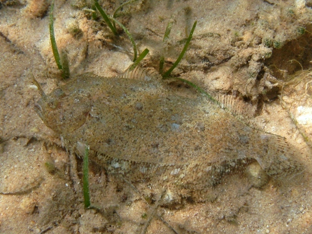 Arnoglossus thori (Kyle, 1913) , Natura Mediterraneo | Forum Naturalistico