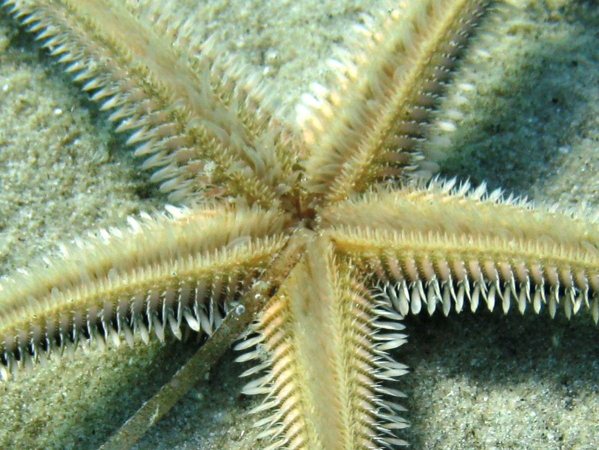 Astropecten bispinosus (Otto, 1823) , Natura Mediterraneo | Forum ...