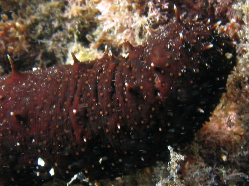Holothuria poli (Delle Chiaje, 1824) , Natura Mediterraneo | Forum ...