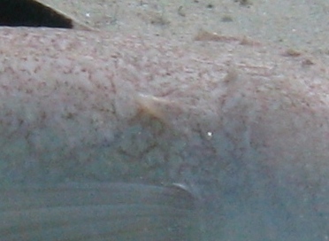 Uranoscopus scaber (Pesce prete) , Natura Mediterraneo | Forum ...