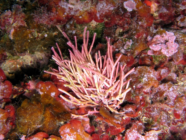 Amphiroa rigida e Tricleocarpa fragilis , Natura Mediterraneo | Forum ...