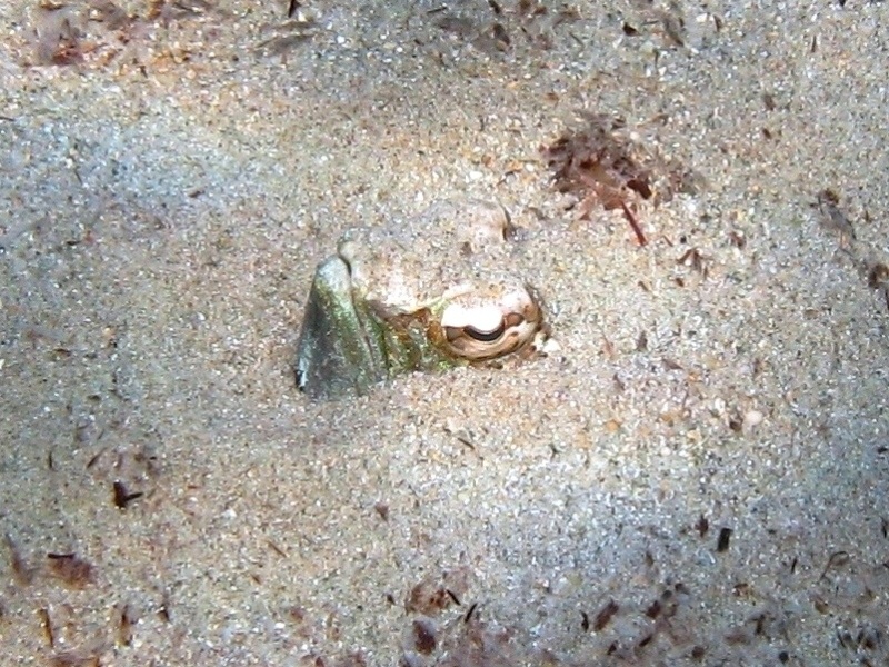 Trachinus radiatus (Cuvier, 1829) , Natura Mediterraneo | Forum ...