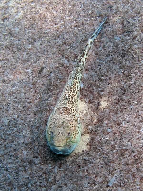 Trachinus radiatus (Cuvier, 1829) , Natura Mediterraneo | Forum ...