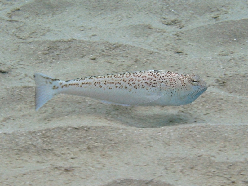 Trachinus radiatus (Cuvier, 1829) , Natura Mediterraneo | Forum ...