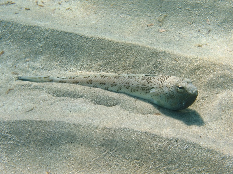 Trachinus radiatus (Cuvier, 1829) , Natura Mediterraneo | Forum ...