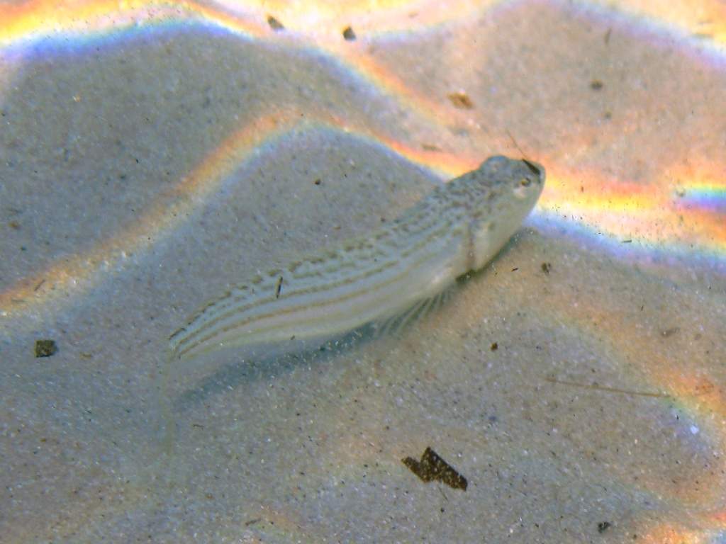 Pesci pericolosi! , Natura Mediterraneo | Forum Naturalistico