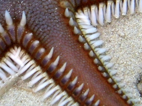 Astropecten platyacanthus (Philippi, 1837) , Natura Mediterraneo ...