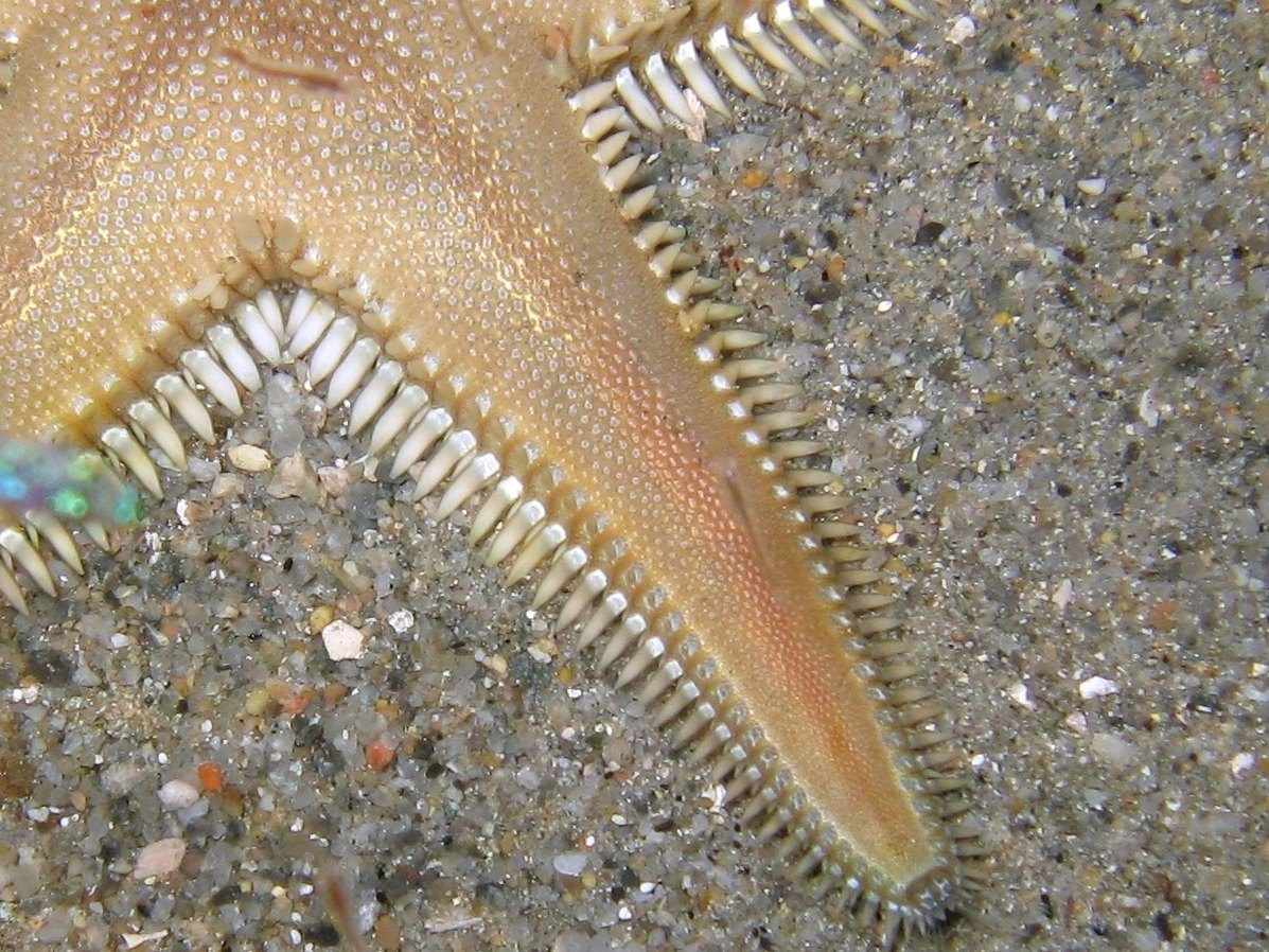 Astropecten platyacanthus (Philippi, 1837) , Natura Mediterraneo ...