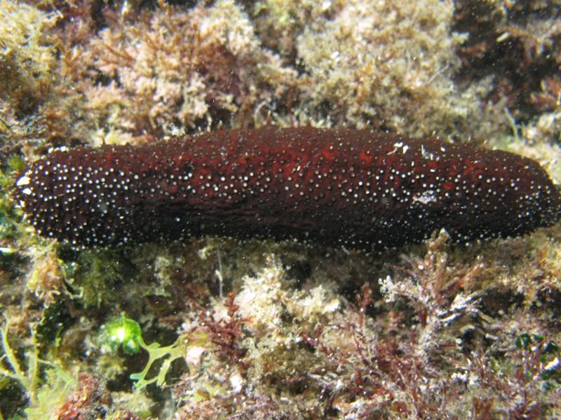 Holothuria poli (Delle Chiaje, 1824) , Natura Mediterraneo | Forum ...