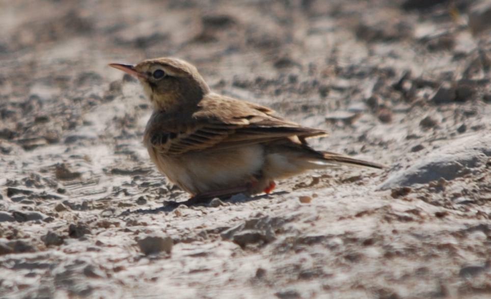 Calandro o Calandro maggiore? , Natura Mediterraneo | Forum Naturalistico
