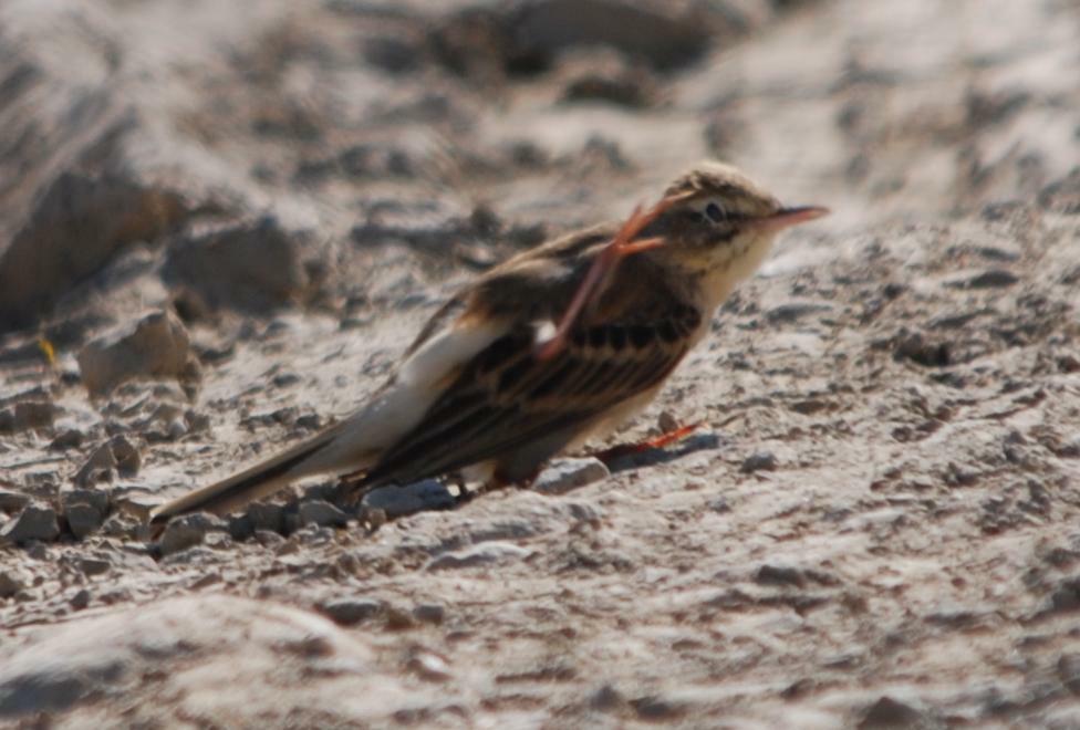 Calandro o Calandro maggiore? , Natura Mediterraneo | Forum Naturalistico