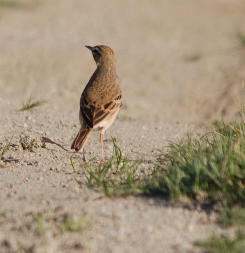 Calandro o Calandro maggiore? , Natura Mediterraneo | Forum Naturalistico