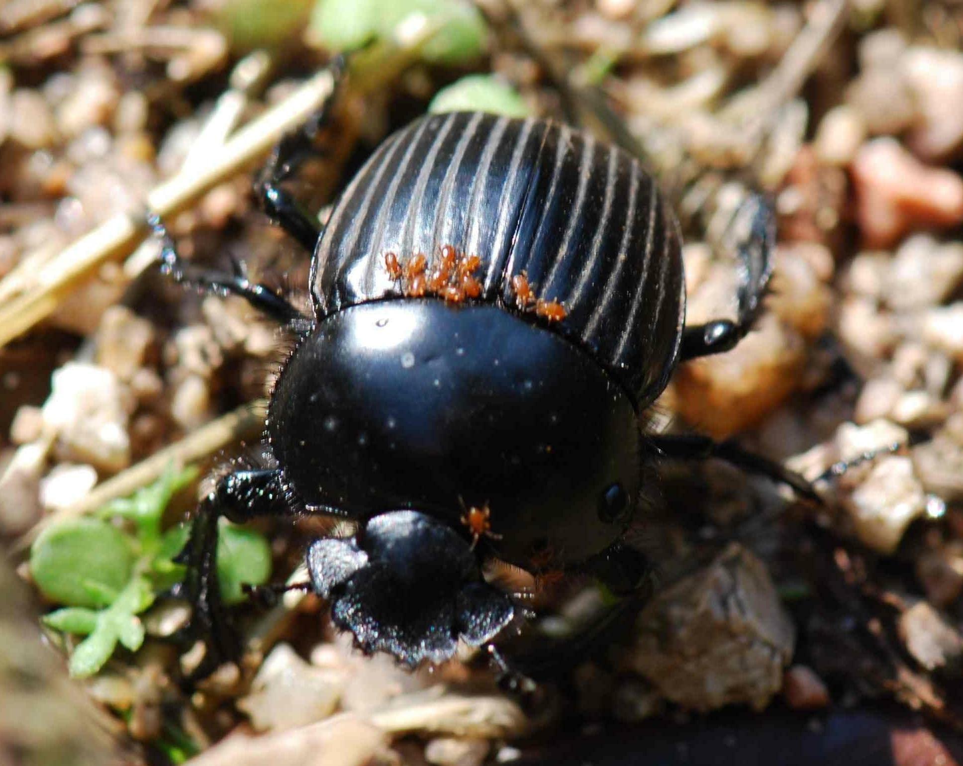 Scarabaeus? S. laticollis , Natura Mediterraneo | Forum Naturalistico