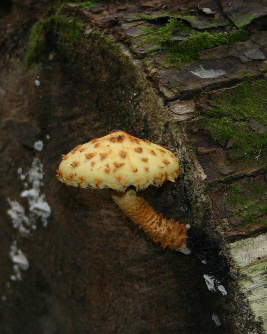 Pholiota , Natura Mediterraneo | Forum Naturalistico