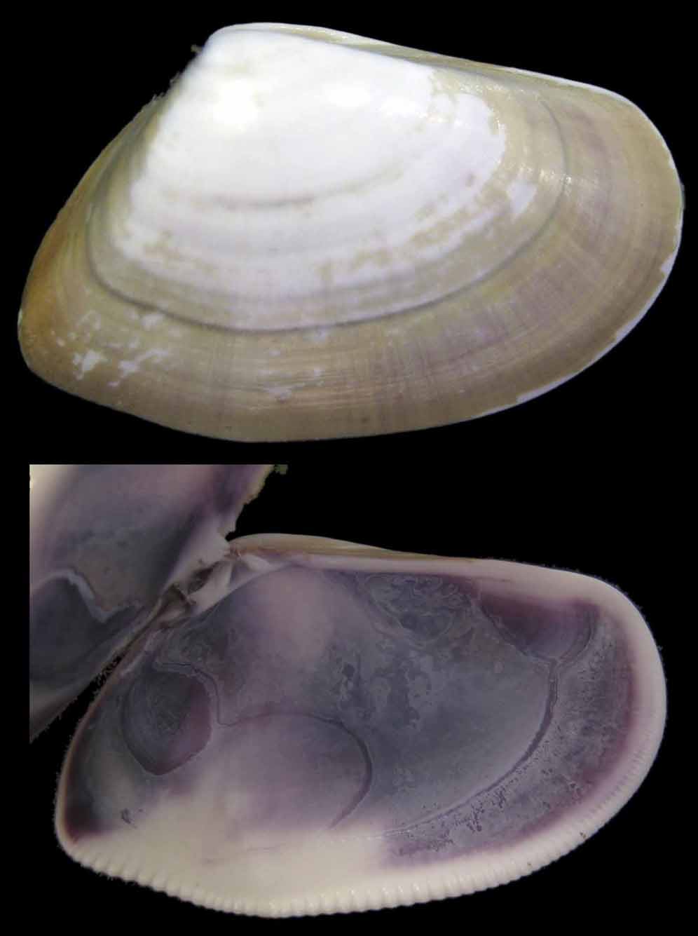 Donacidae Bivalvia | Tassonomia Donacidae Bivalvia Natura Mediterraneo