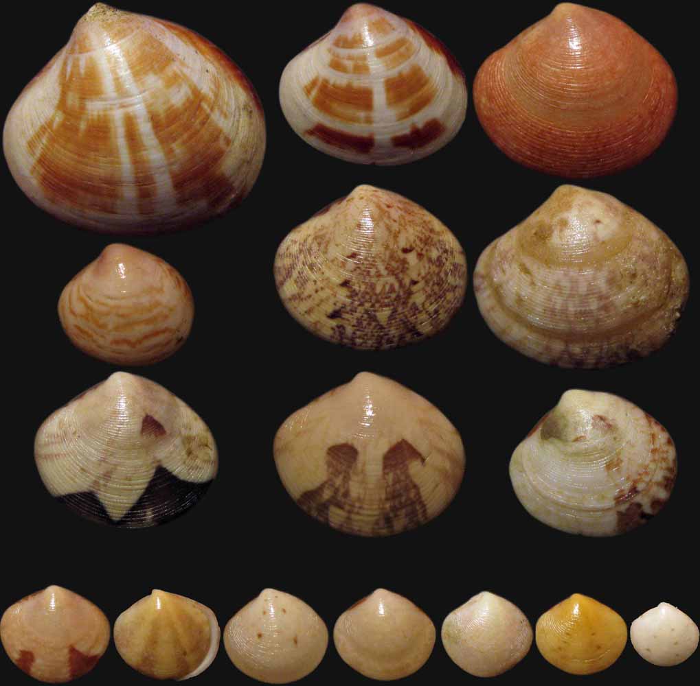 Variabilita' di Pitar rudis? , Natura Mediterraneo | Forum Naturalistico