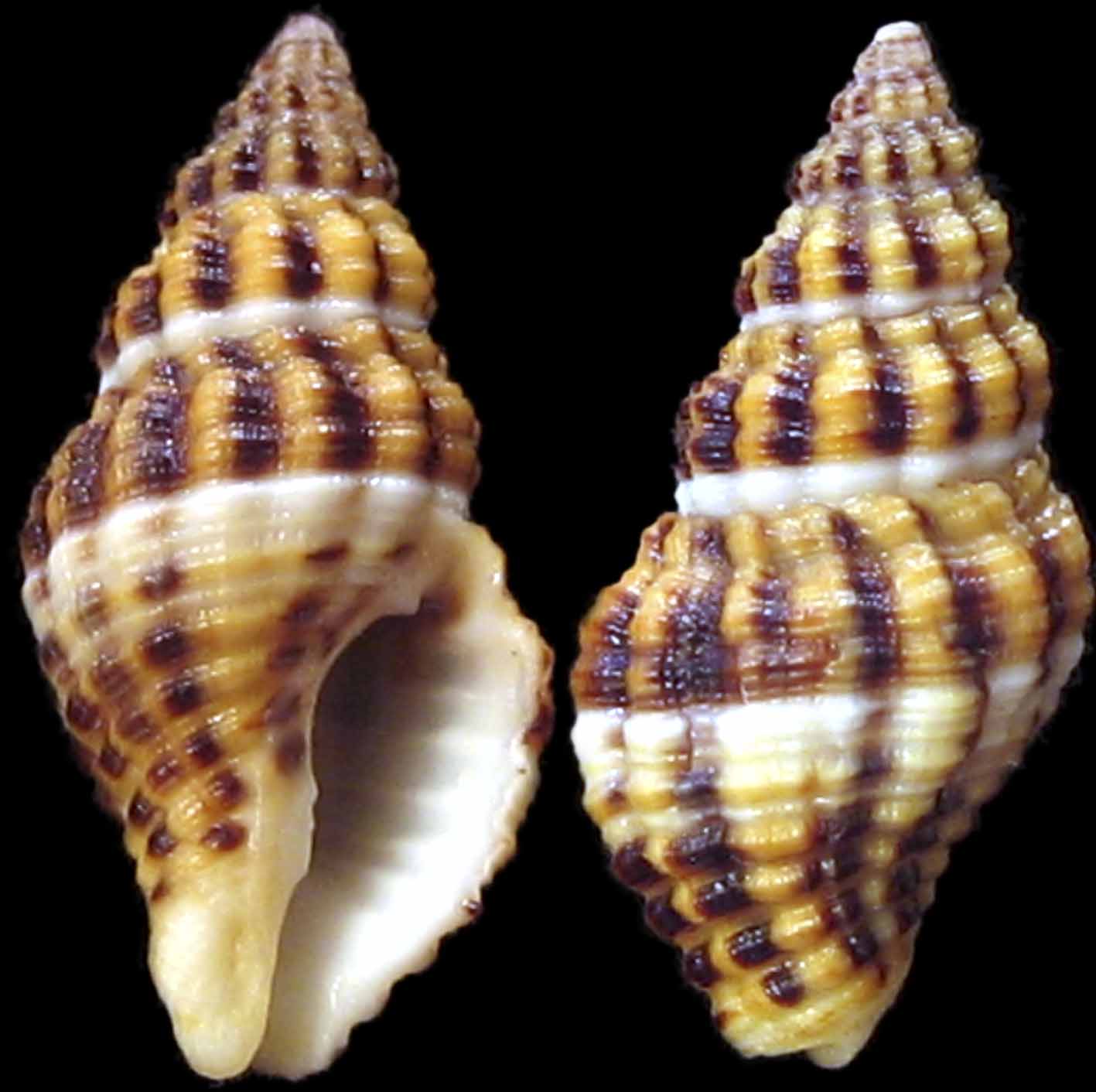 Il Genere Pollia in Mediterraneo , Natura Mediterraneo | Forum ...