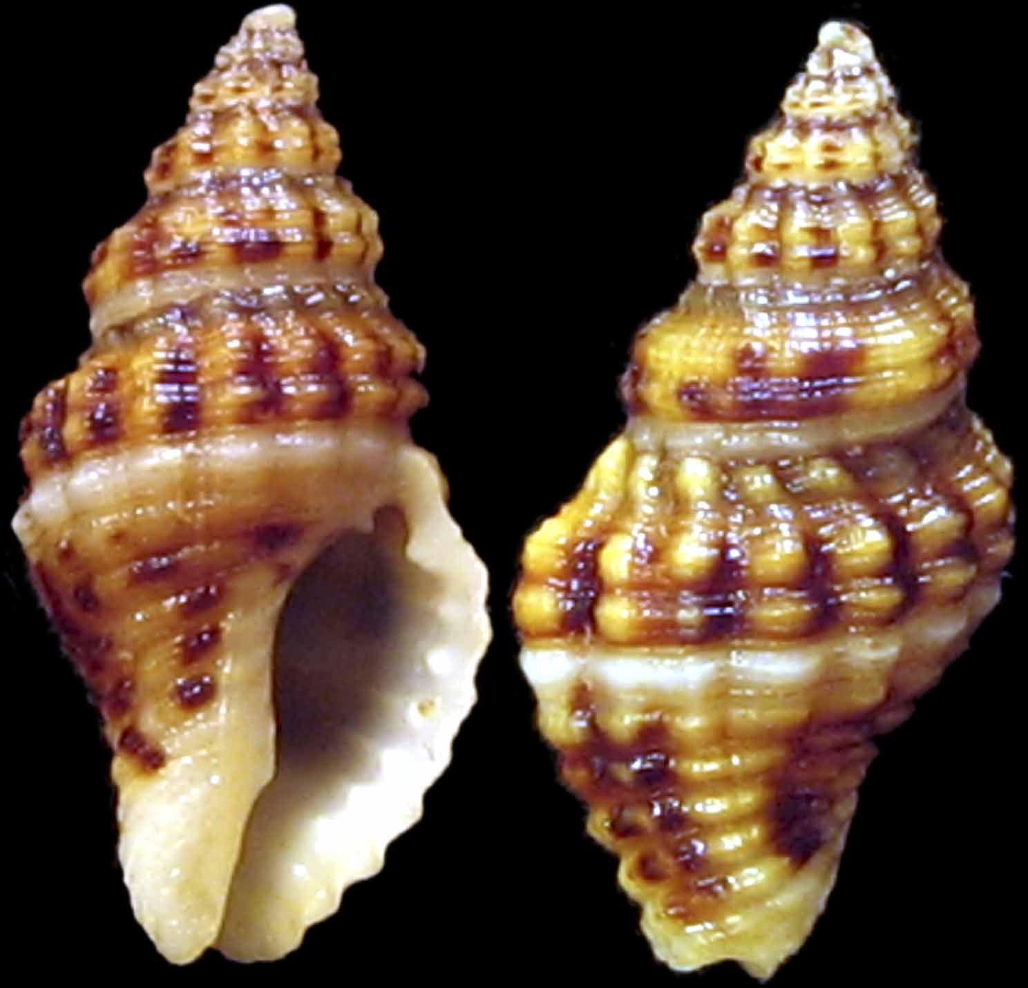 Il Genere Pollia in Mediterraneo , Natura Mediterraneo | Forum ...