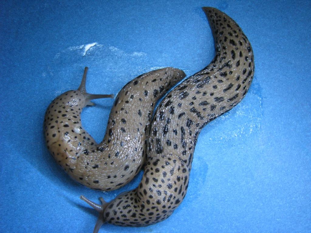 Limax gruppo maximus Monte Mancuso (CZ) , Natura Mediterraneo | Forum ...