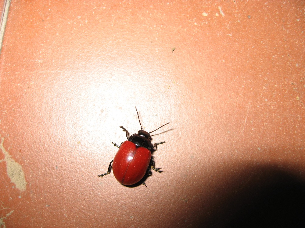 Chrysolina grossa o lucida? C. lutea , Natura Mediterraneo | Forum ...