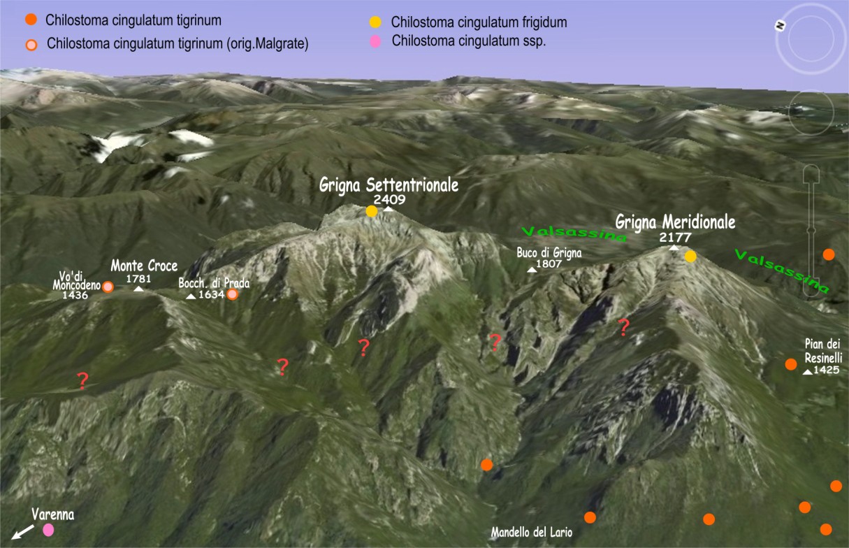 Chilostoma cingulatum tigrinum, un'evoluzione di 150 anni , Natura ...